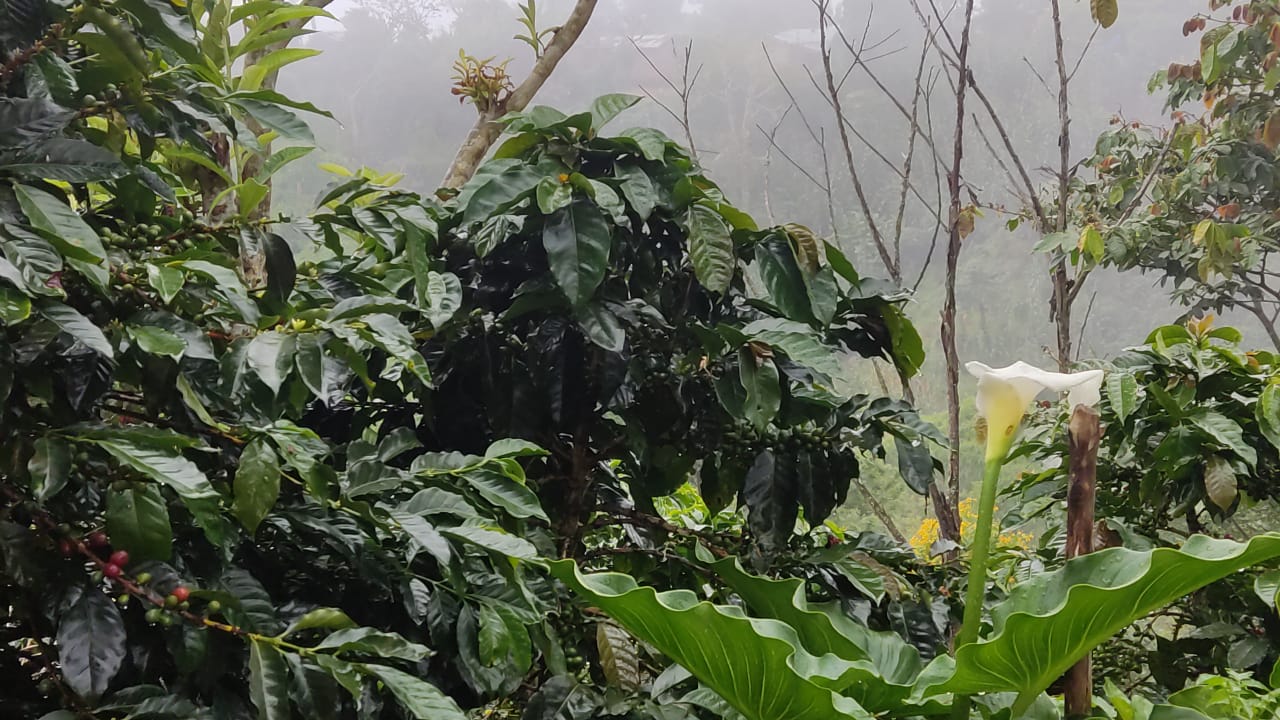 Chiapas: uno de los mejores cafés de especialidad - Sereno Moreno Café